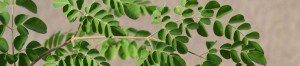 Moringa Basics