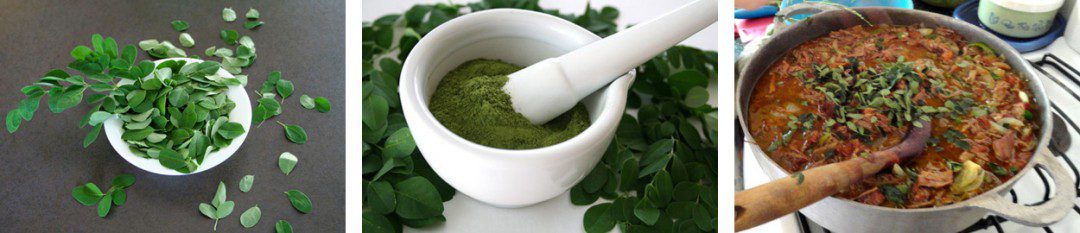 Moringa Basics